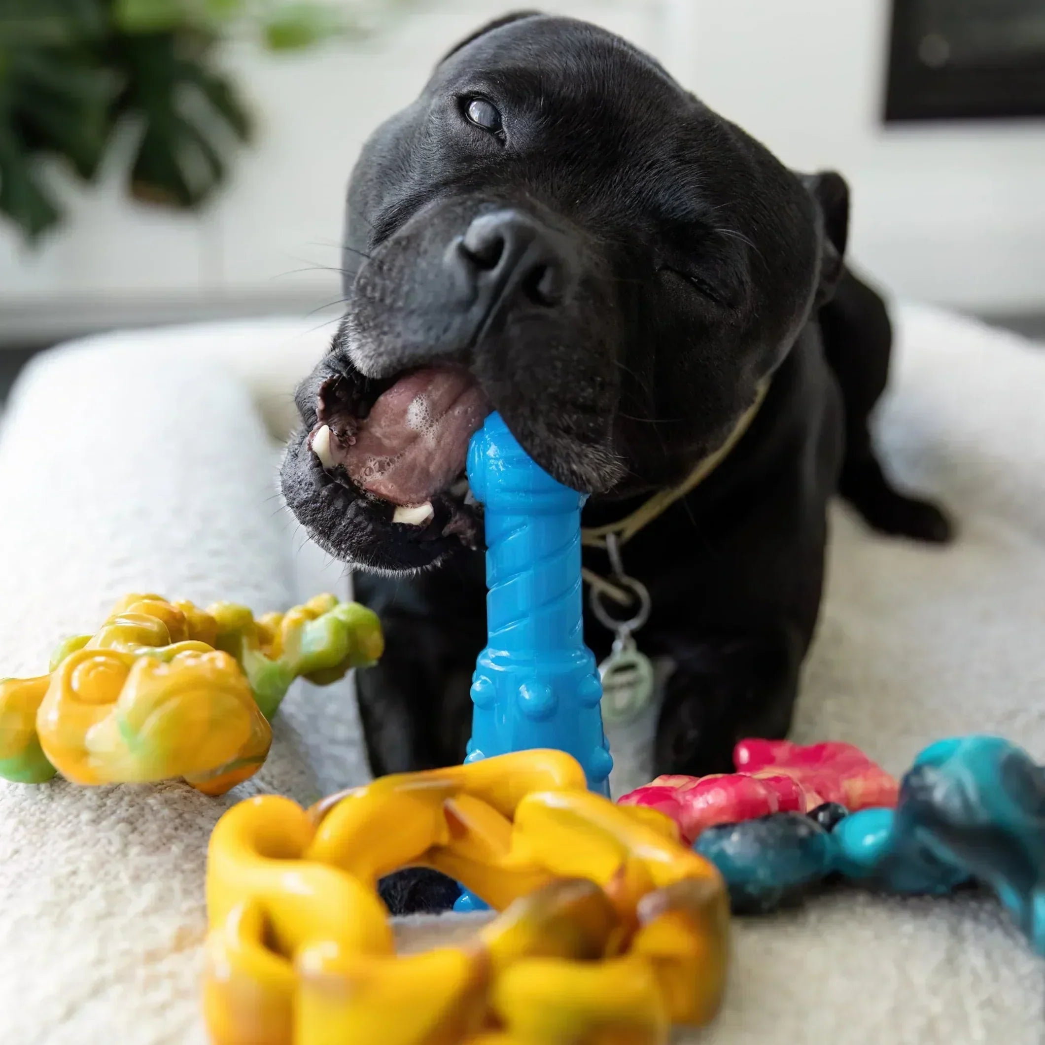Why Not All Dog Toys Are Safe: What You Need to Know – Happy Staffy Co.