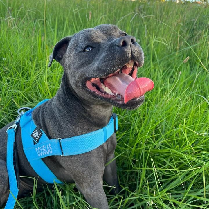 The Ultimate Guide to Raising a Happy and Healthy Staffy – Happy Staffy Co.