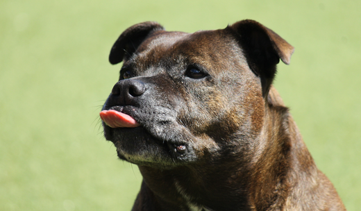 Staffy Dog Breed: A Comprehensive Guide to the Staffordshire Bull ...
