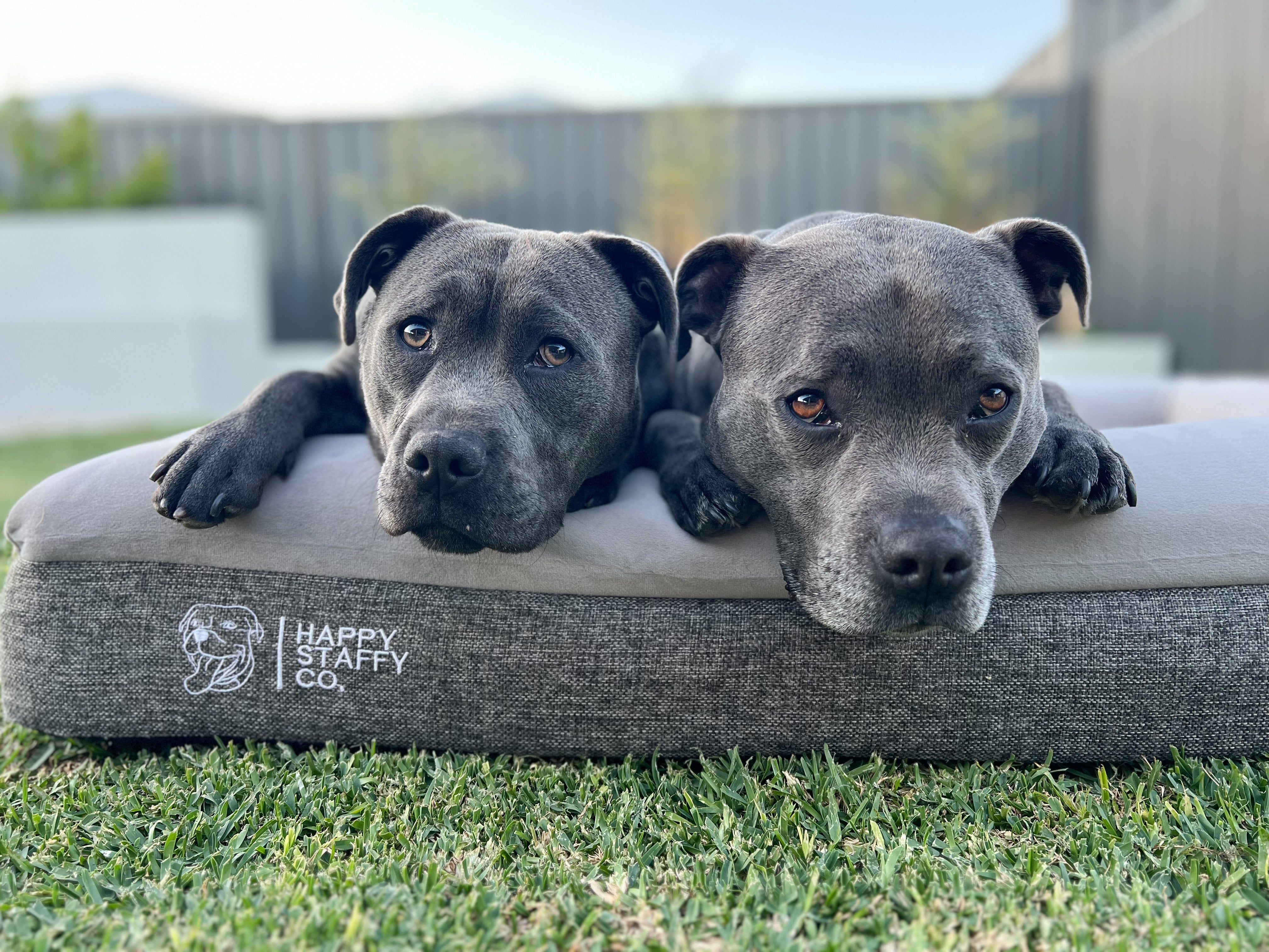 How to Choose the Best Bed for Staffies with Joint Issues – Happy ...