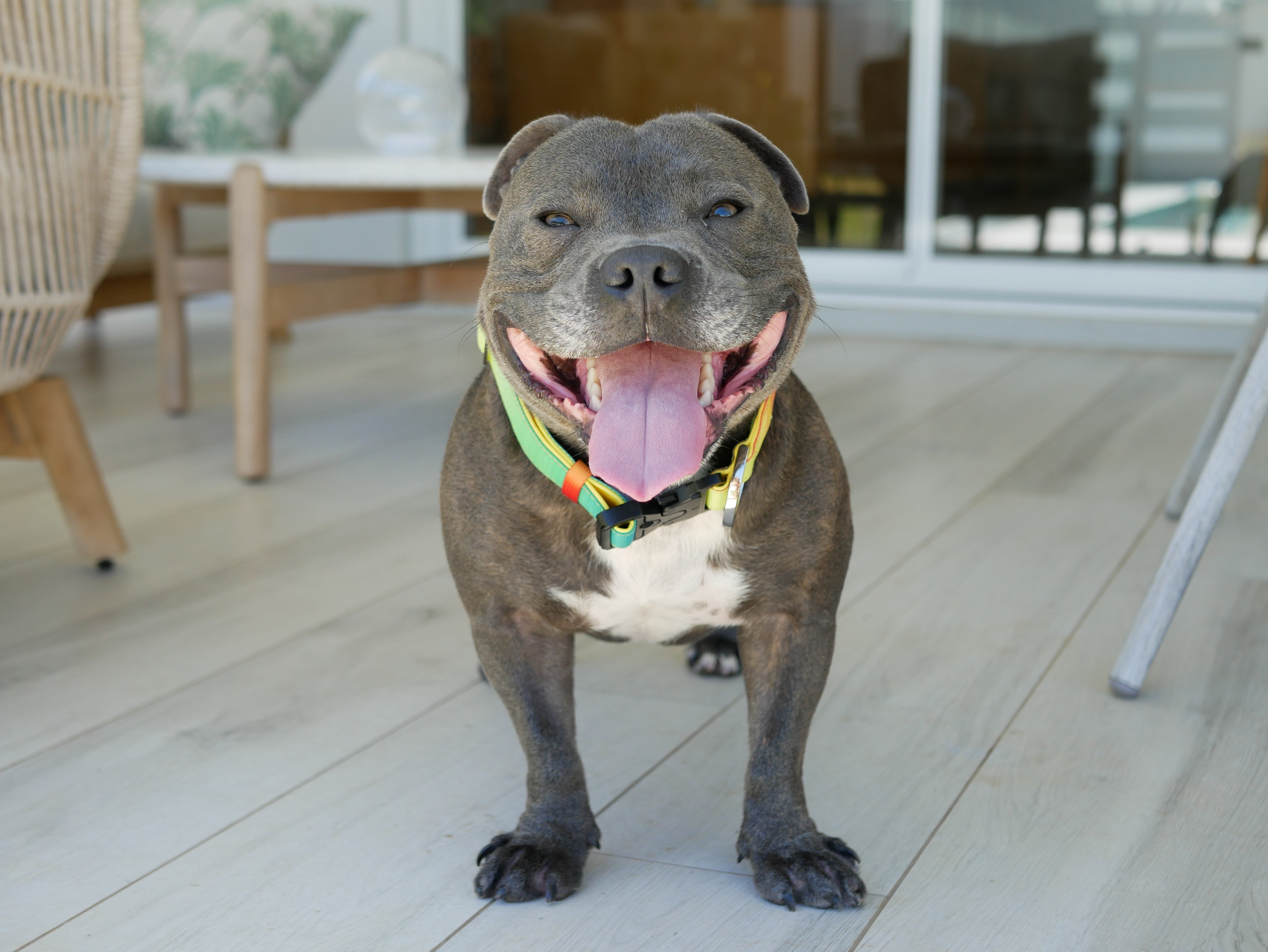 At Home with Tommy & Holly – Happy Staffy Co.