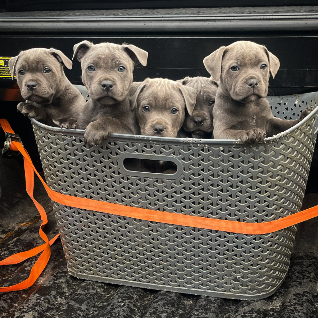 UNDERSTANDING LITTERMATE SYNDROME IN DOGS – Happy Staffy Co.