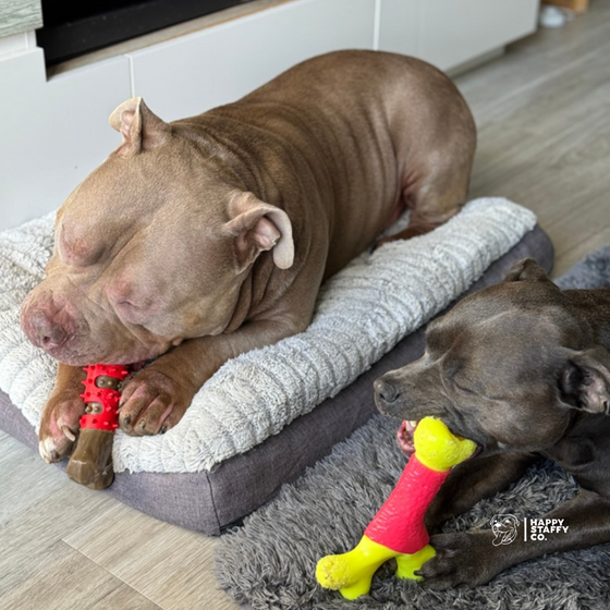 Australia’s only dedicated Staffy Store - Happy Staffy Co.
