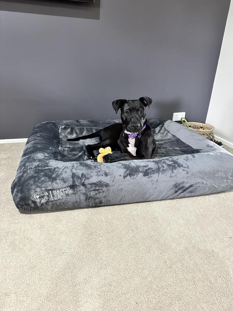 Pullover Blanket Cover – Happy Staffy Co.