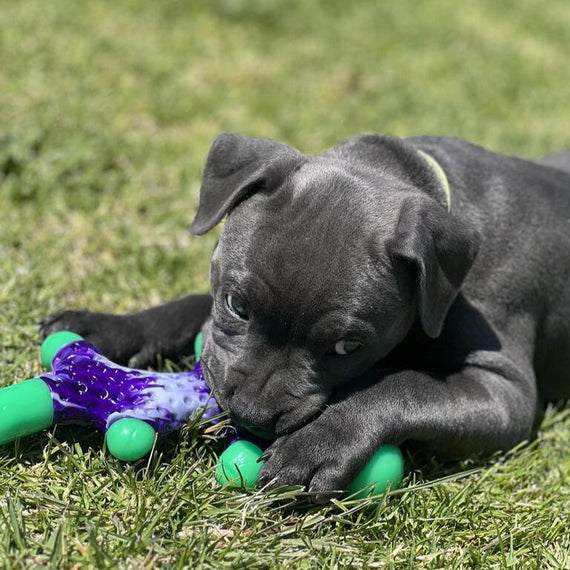 Staffy Dog Breed: A Comprehensive Guide to the Staffordshire Bull ...