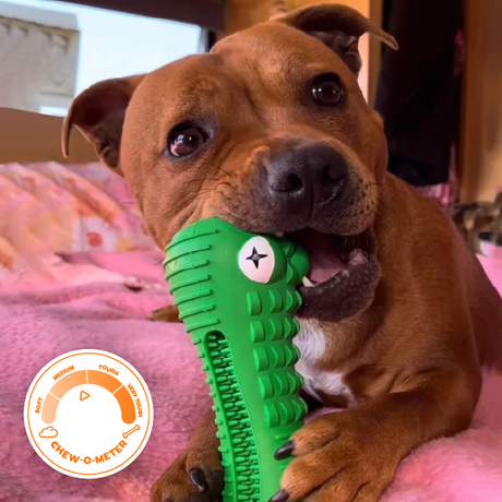 Staffy Dog Breed: A Comprehensive Guide to the Staffordshire Bull ...