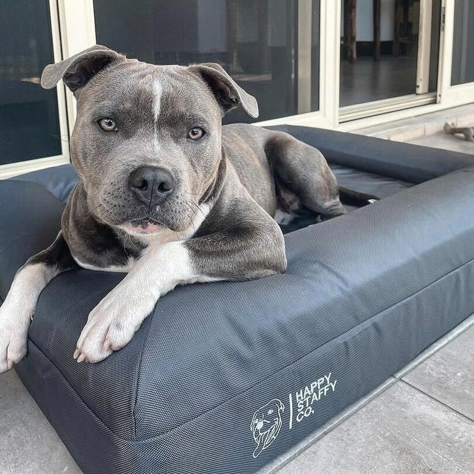 5 Skincare Solutions For Your Staffy! – Happy Staffy Co.