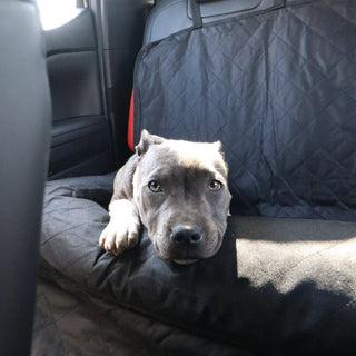 5 Skincare Solutions For Your Staffy! – Happy Staffy Co.