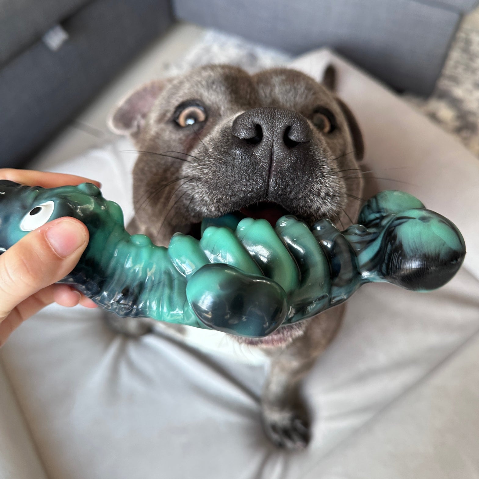 5 Skincare Solutions For Your Staffy Skin Issues! – Happy Staffy Co.