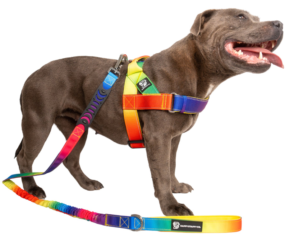 5 Skincare Solutions For Your Staffy! – Happy Staffy Co.