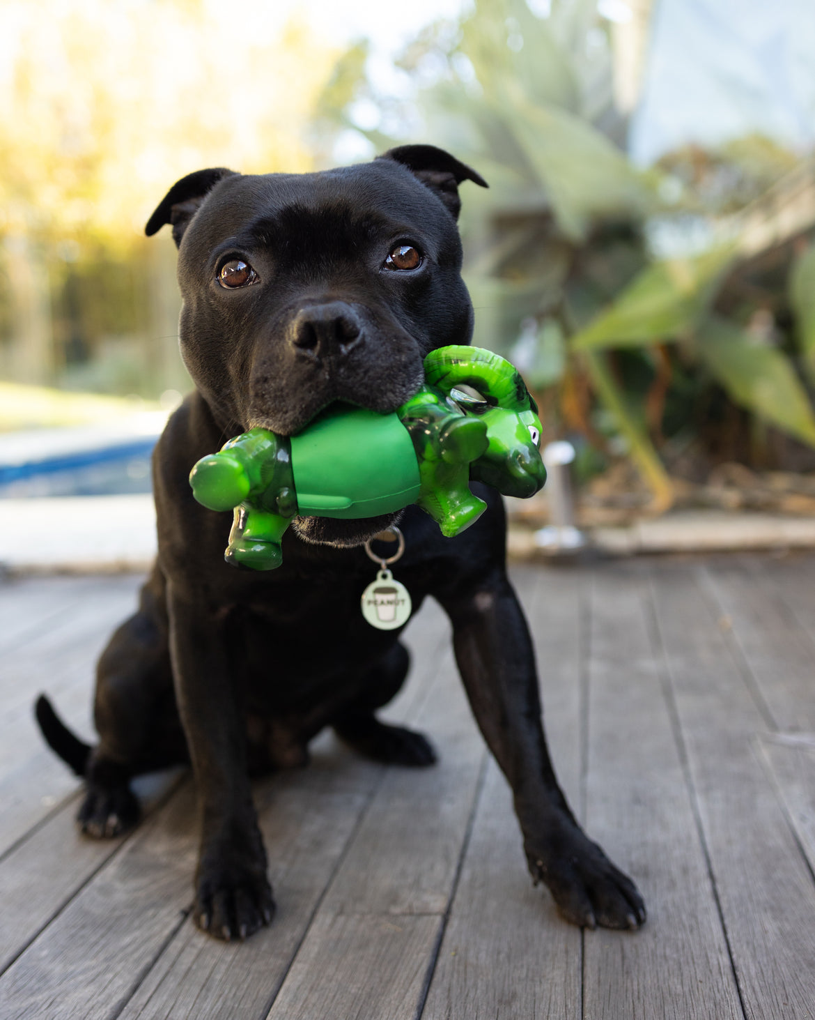 Australia’s only dedicated Staffy Store - Happy Staffy Co.