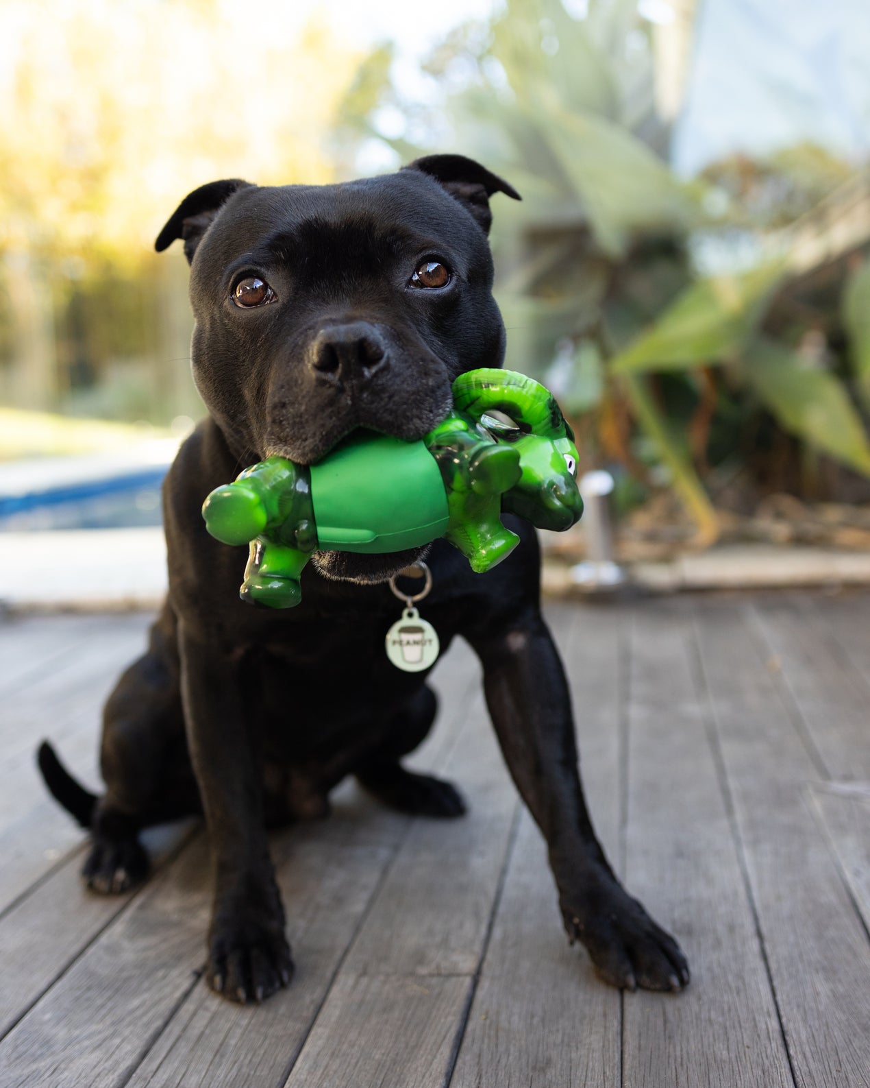 Australia’s only dedicated Staffy Store - Happy Staffy Co.