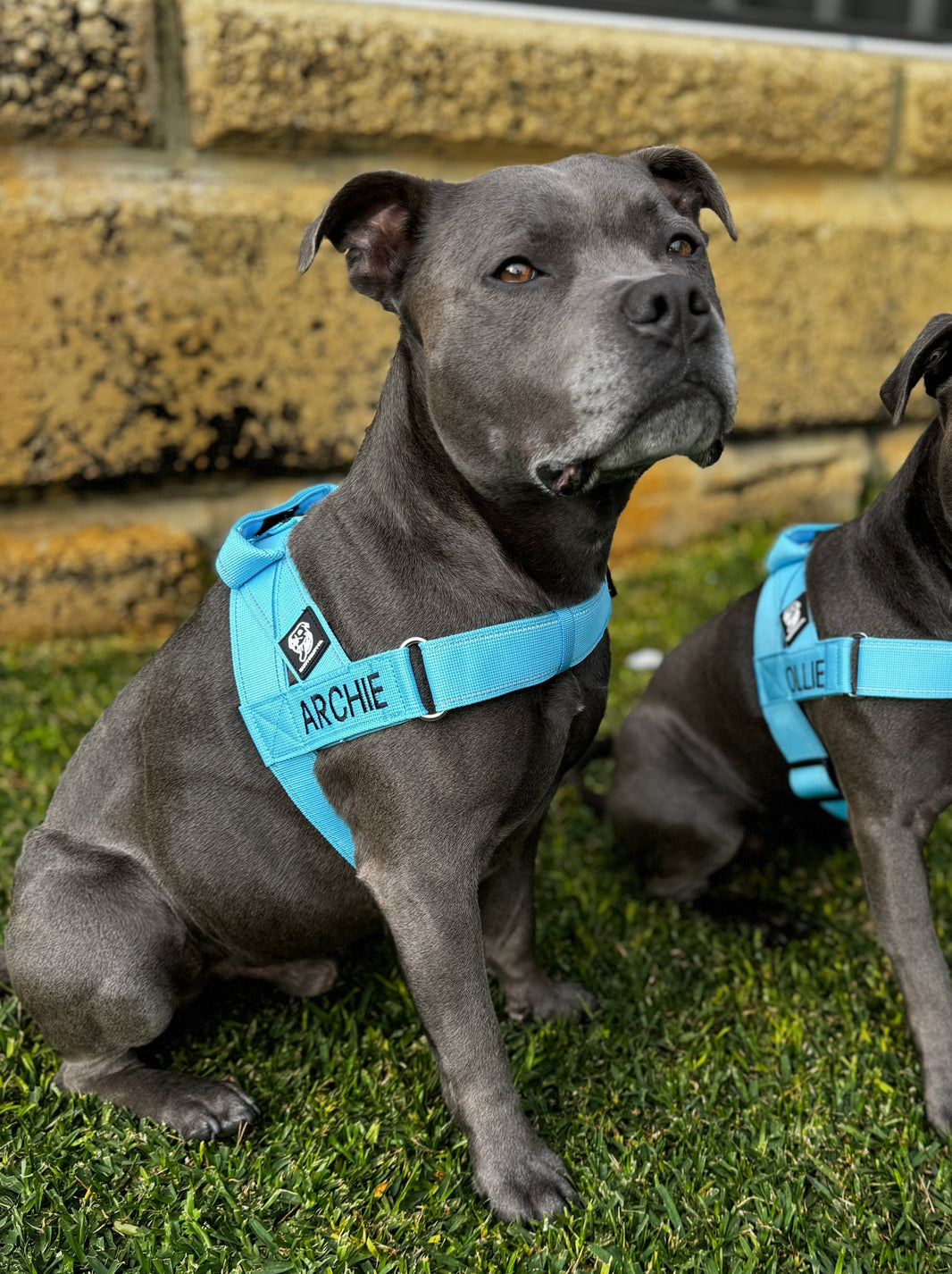 Australia’s only dedicated Staffy Store - Happy Staffy Co.