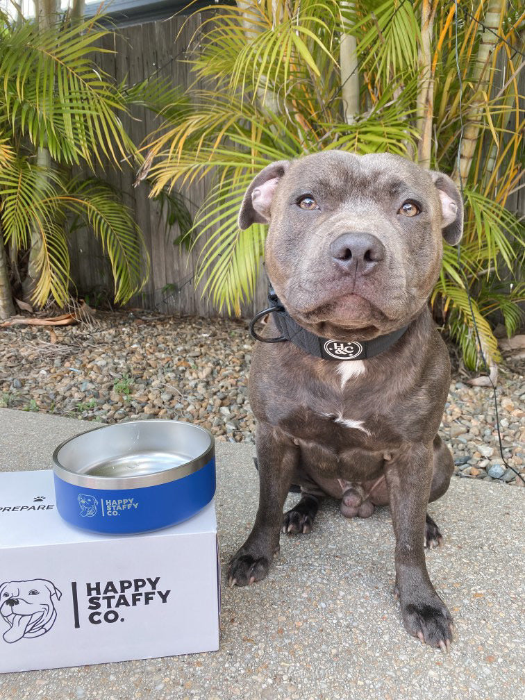 Happy Staffy Food Bowl – Happy Staffy Co.